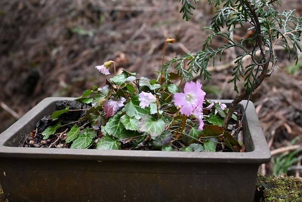 イワウチワの大群生！: パラダイス